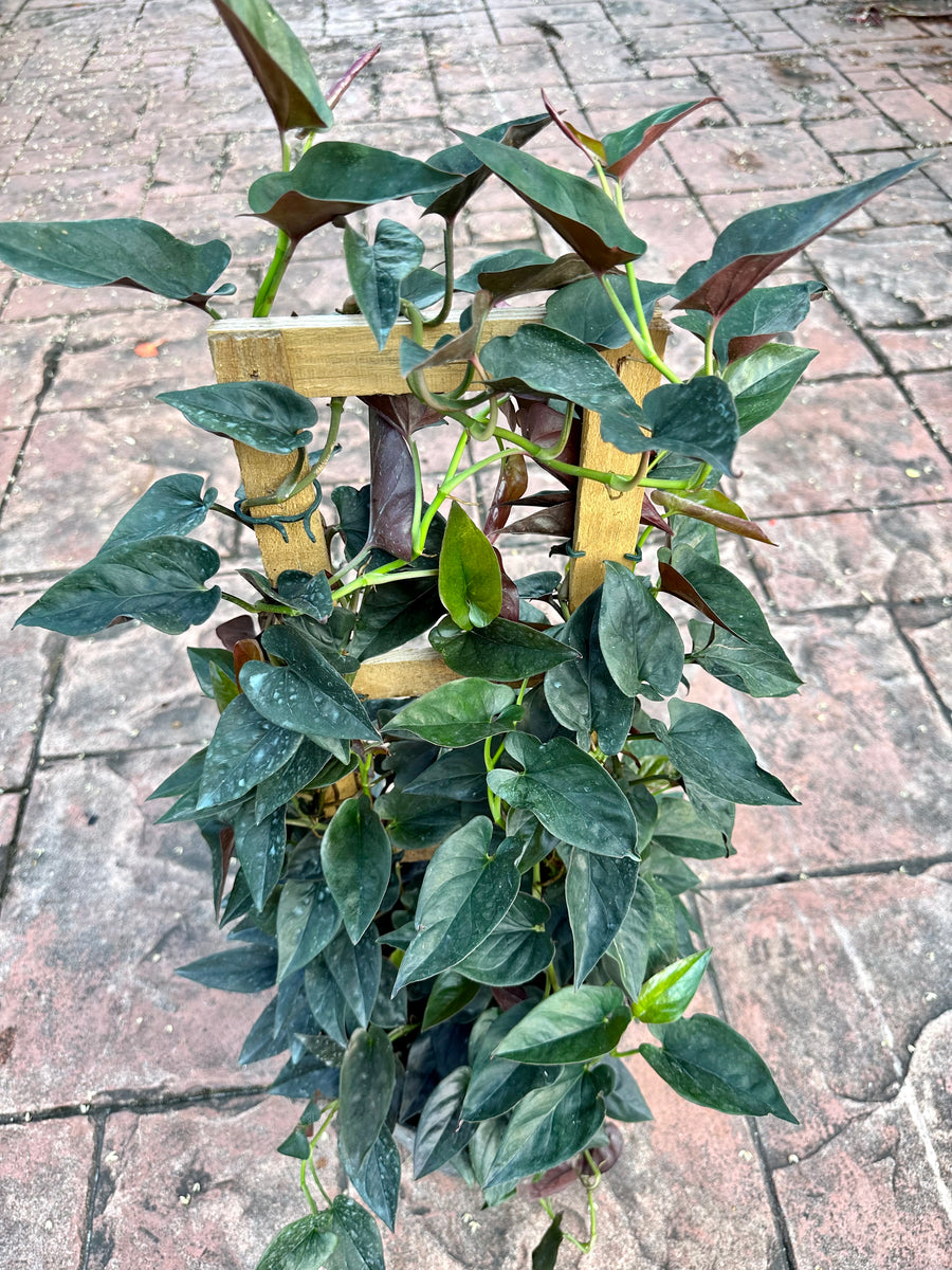 Syngonium Red Arrow, 10” pot. Trellis – Green Millennium