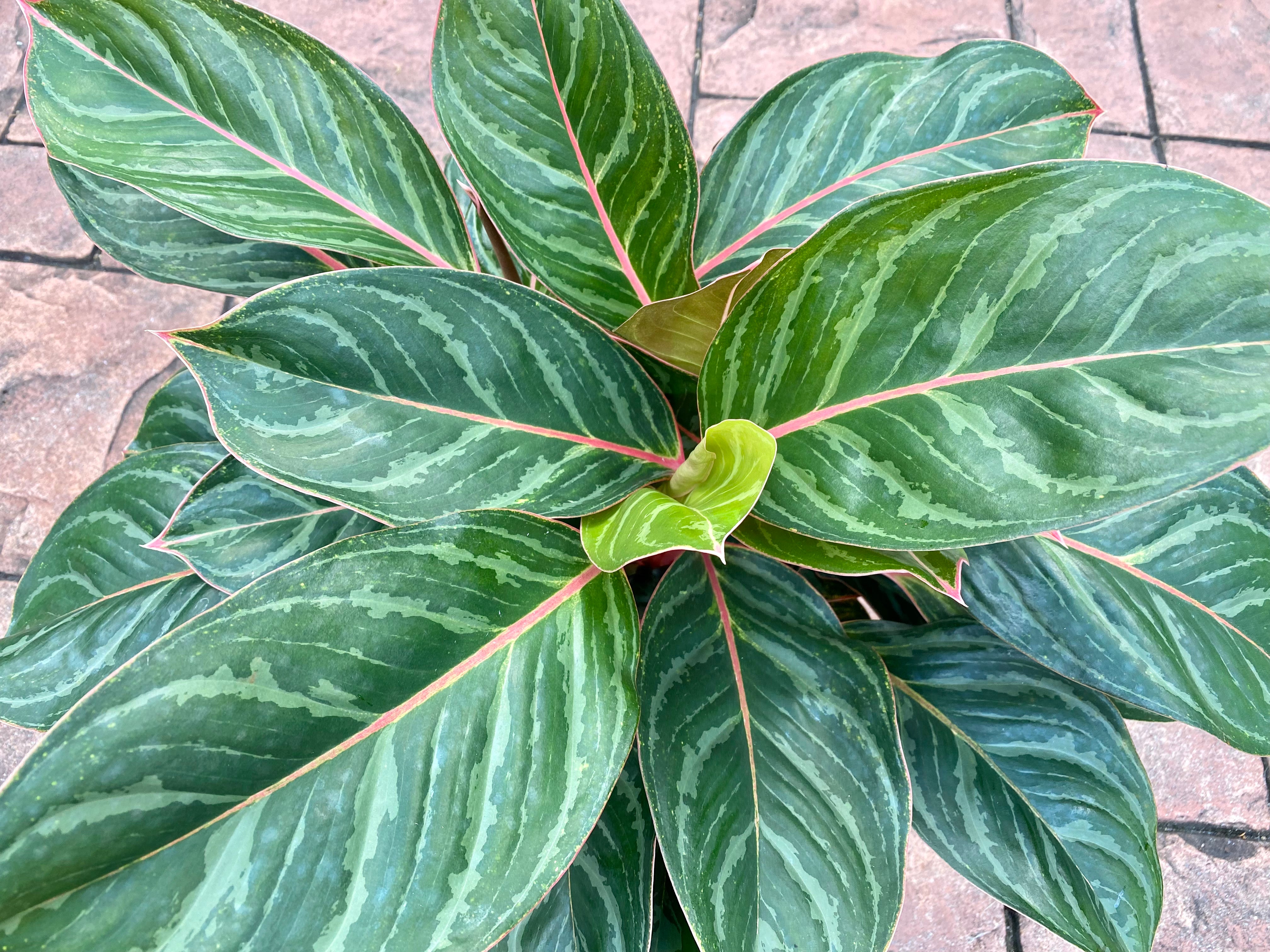 Aglaonema Princess Silver Queen, 10" pot – Green Millennium