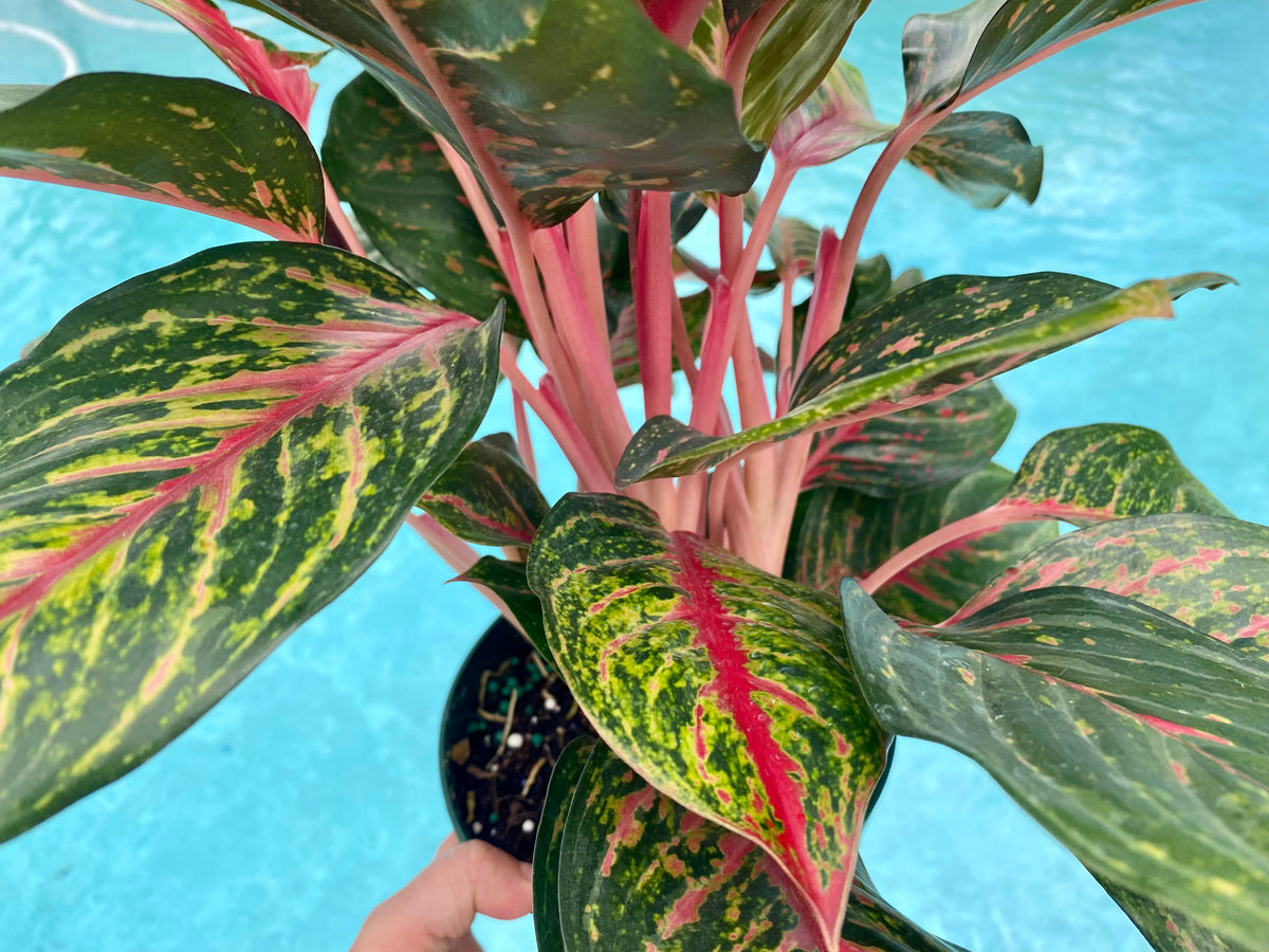 Aglaonema Rubi, 6" pot – Green Millennium