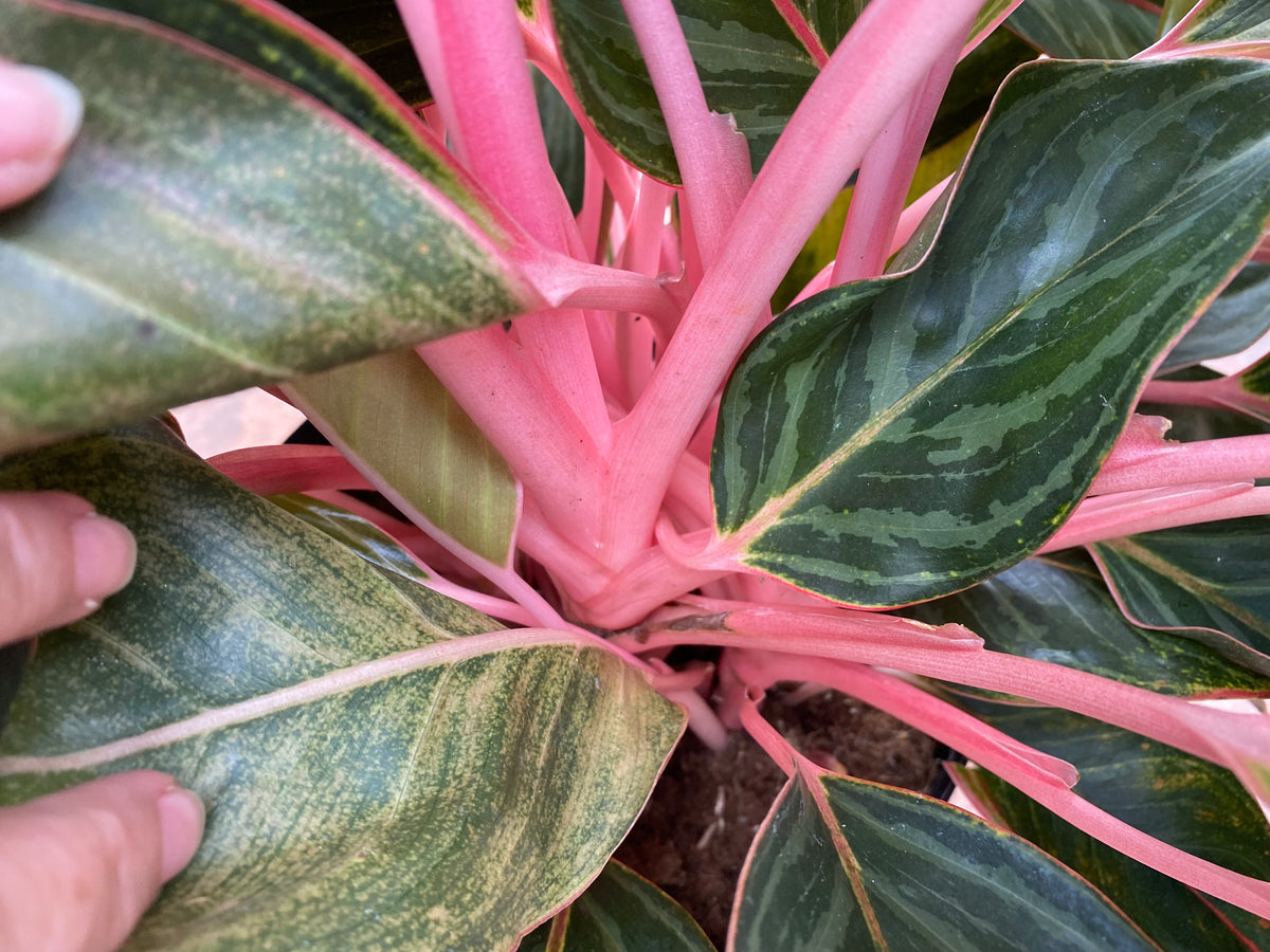 Aglaonema Princess Silver Queen, 10" pot – Green Millennium