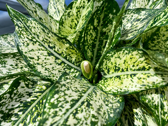 Aglaonema Spring Snow, 8" pot – Green Millennium